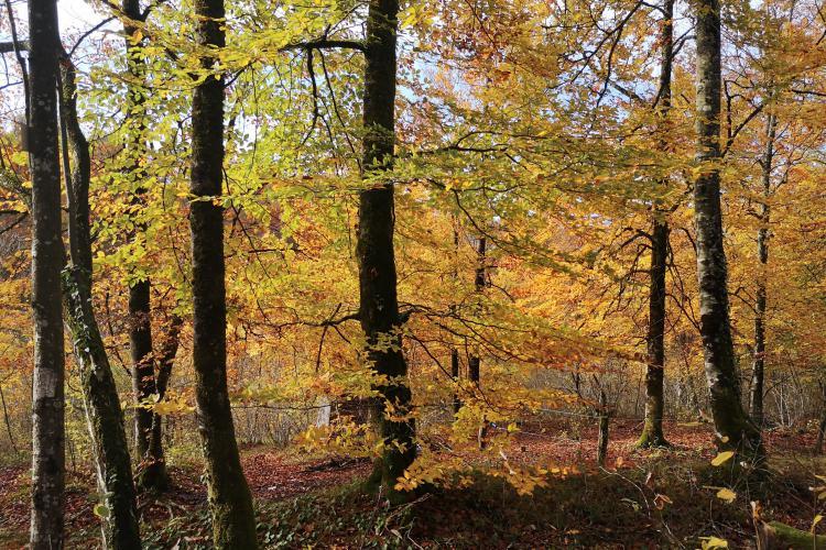 Forêt | Portail des parcs nationaux de France