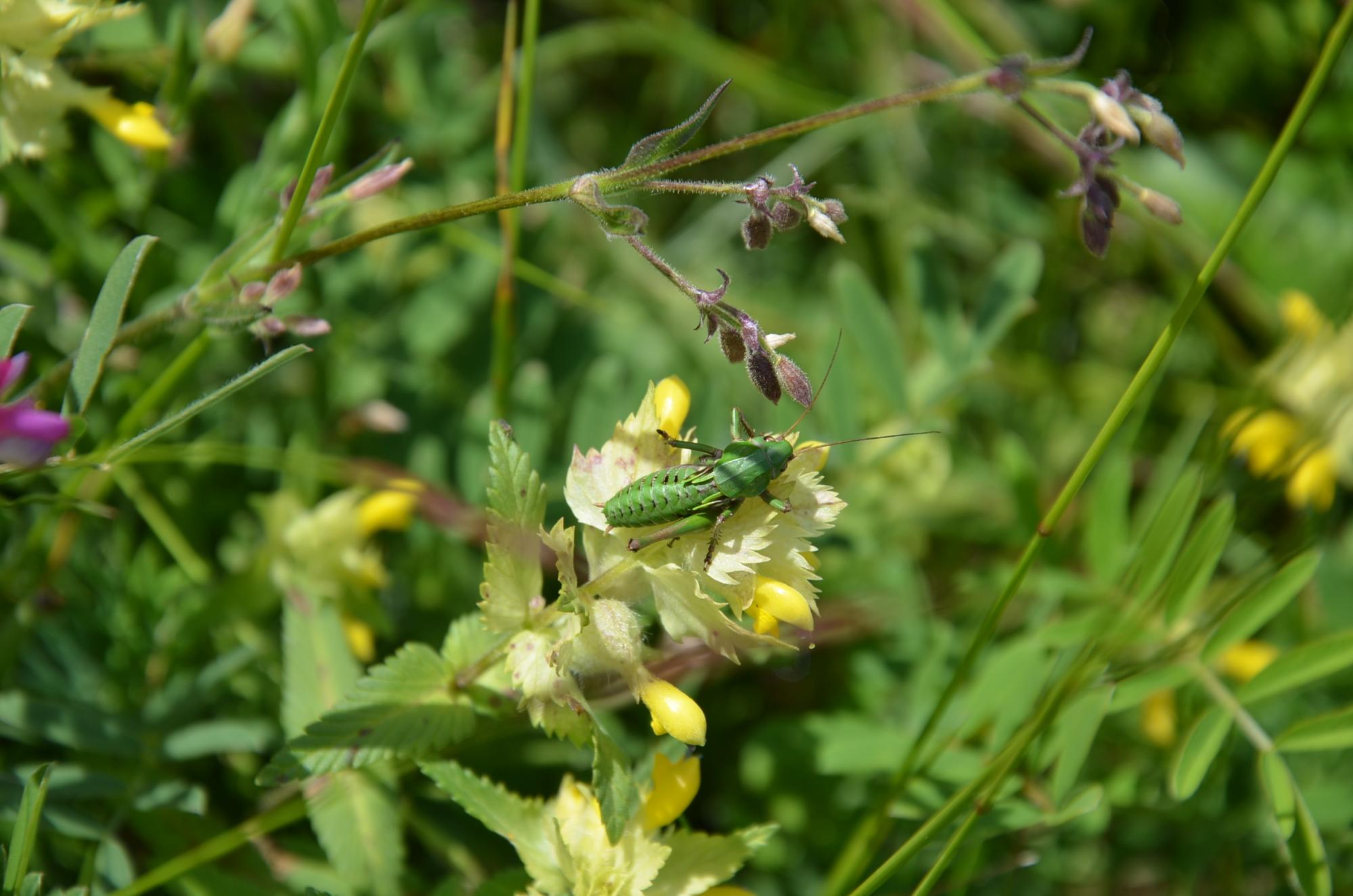 Valorisation des prairies naturelles | Portail des parcs nationaux de ...