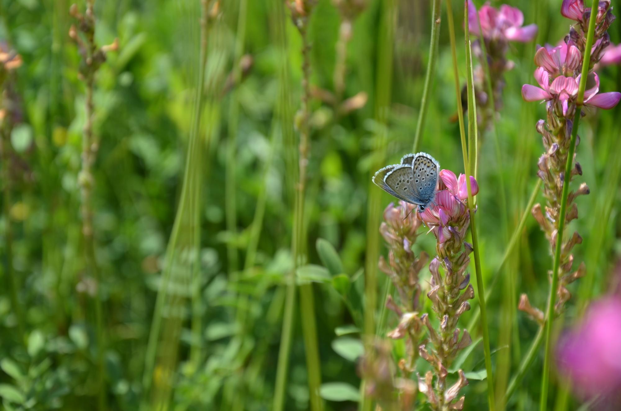Valorisation des prairies naturelles | Portail des parcs nationaux de ...